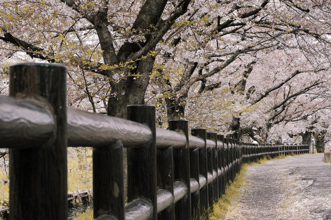 Japanese Funeral Traditions: The Cremation Ceremony | Pulvis Blog